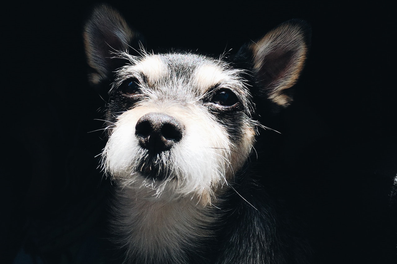 Dog locked in a shed ⋆ RSPCA Tasmania - Prevent Animal Cruelty ...