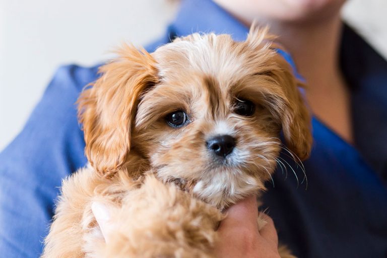 Prevent Animal Cruelty | Adopt A Pet ⋆ RSPCA Tasmania