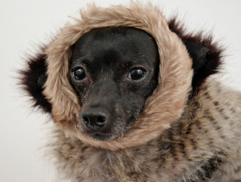 In The Media Archives ⋆ RSPCA Tasmania