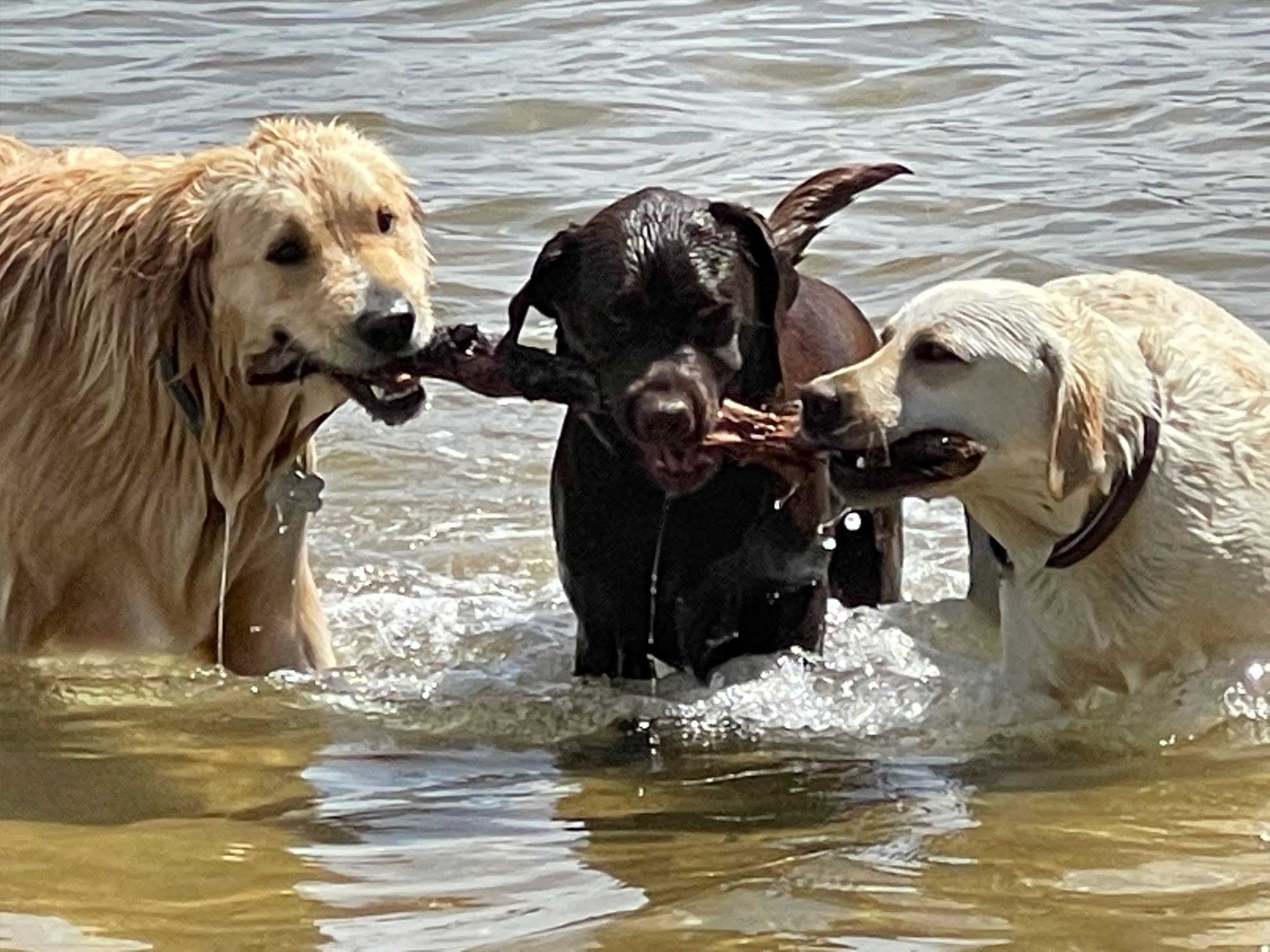 Pets need to chill out too ⋆ RSPCA Tasmania - Prevent Animal Cruelty ...