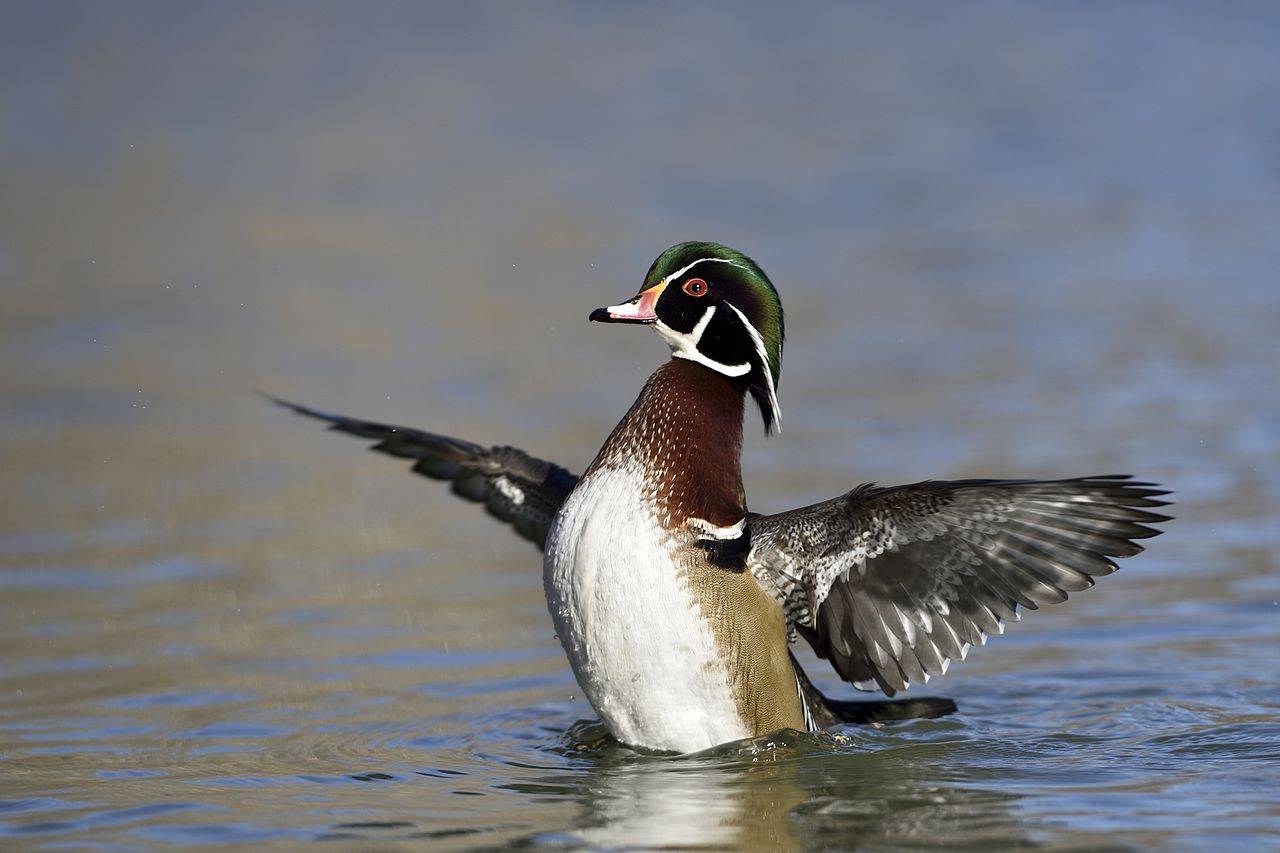 Another reason to end duck slaughter ⋆ RSPCA Tasmania - Prevent Animal ...