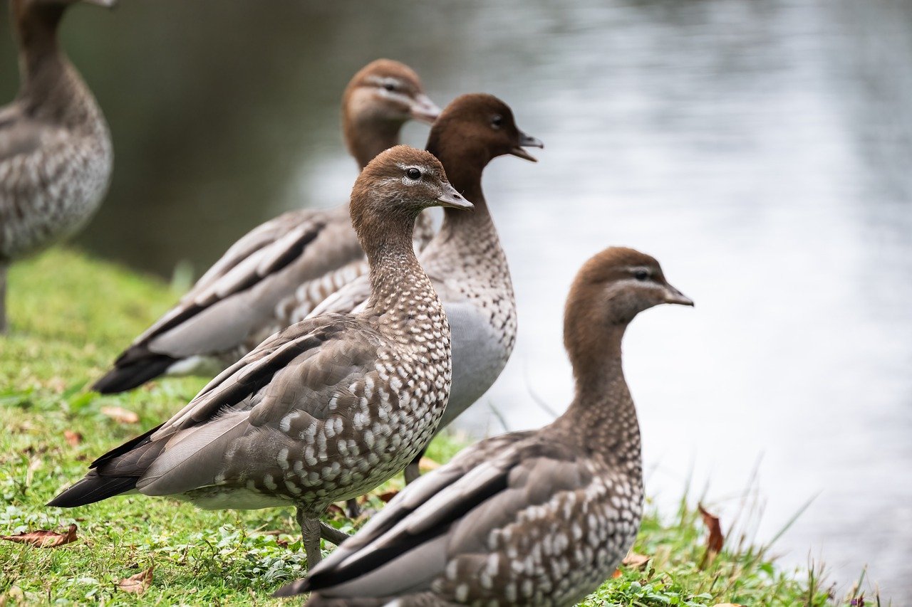 Save Our Wild Ducks ⋆ RSPCA Tasmania - Prevent Animal Cruelty | Educate ...