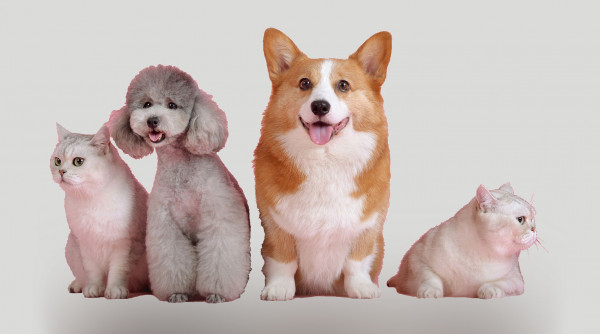 Prevent Animal Cruelty | Adopt A Pet ⋆ RSPCA Tasmania