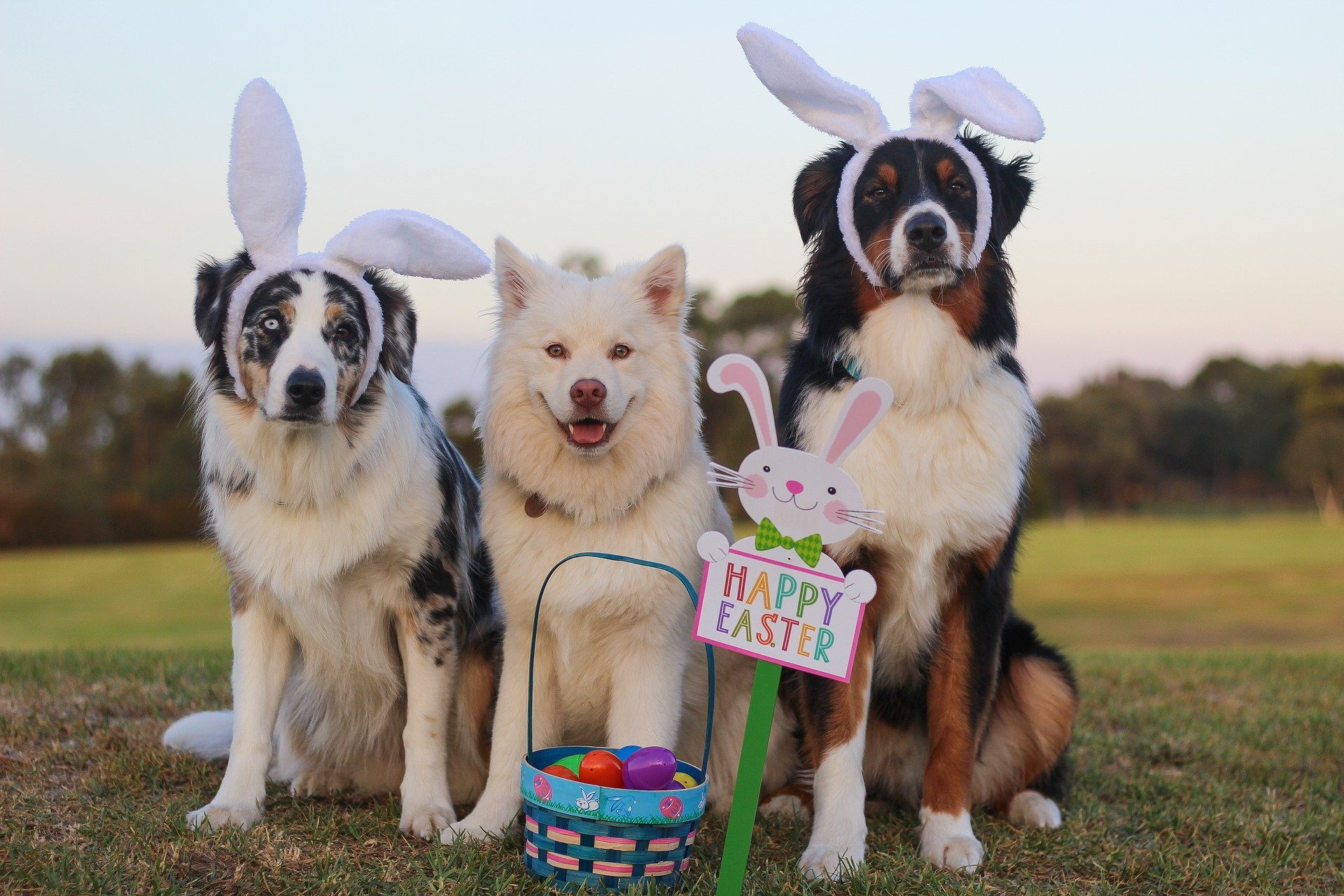 Tips for a fun and safe Easter with your pet ⋆ RSPCA Tasmania - Prevent ...