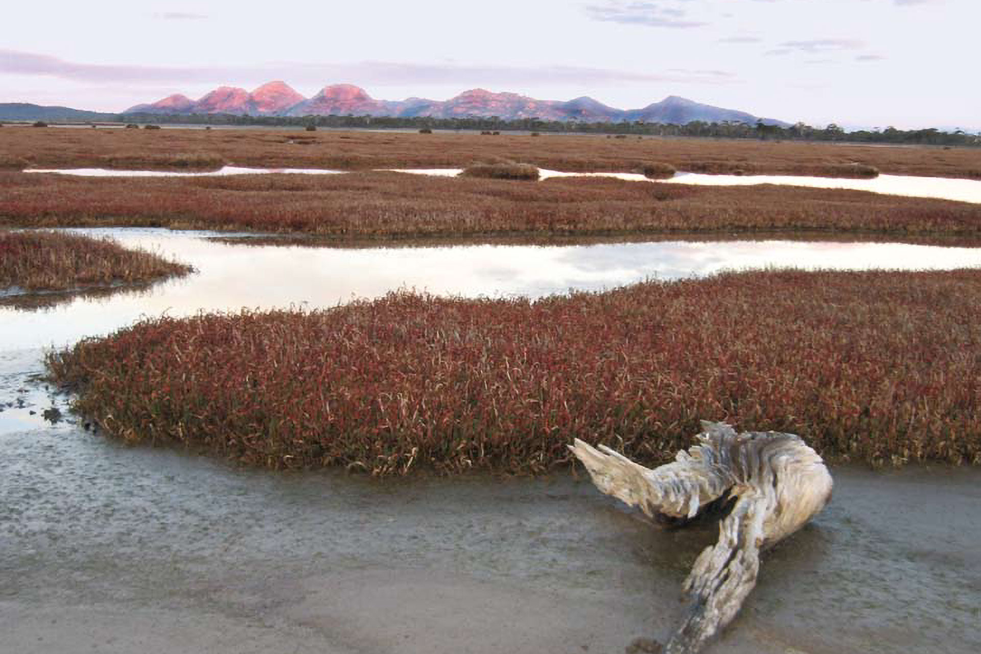 Time to stop the slaughter ⋆ RSPCA Tasmania - Prevent Animal Cruelty ...