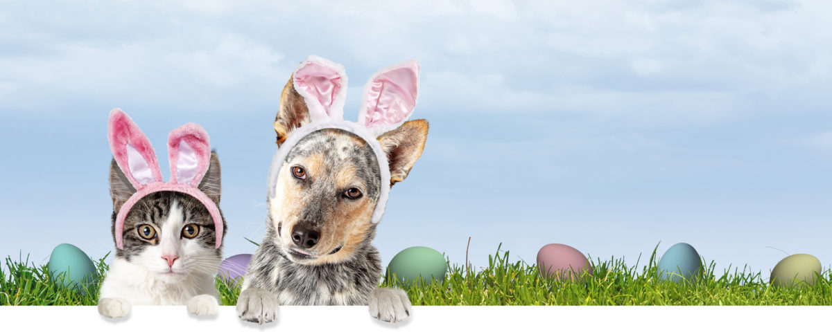 The Easter long weekend is just around the corner! ⋆ RSPCA Tasmania ...