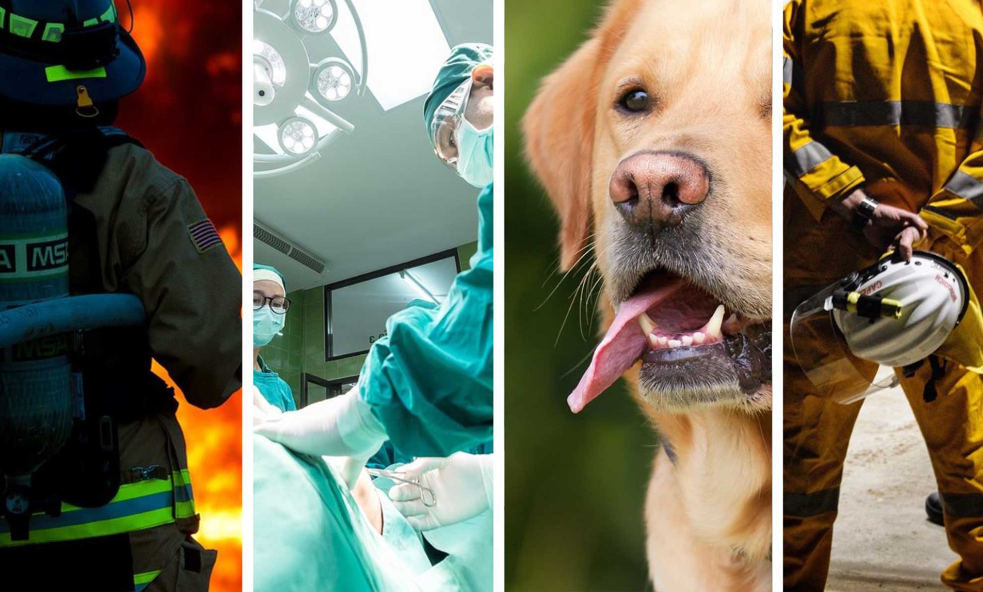 Submission: Tasmanian Fire & Emergency Service Bill 2023 ⋆ RSPCA ...