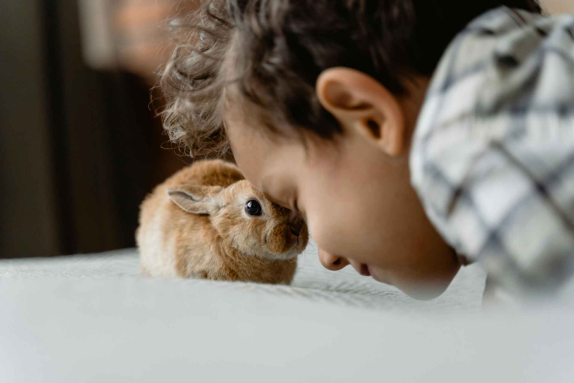 Our Purpose ⋆ Prevent Animal Cruelty ⋆ Enforce Animal Welfare