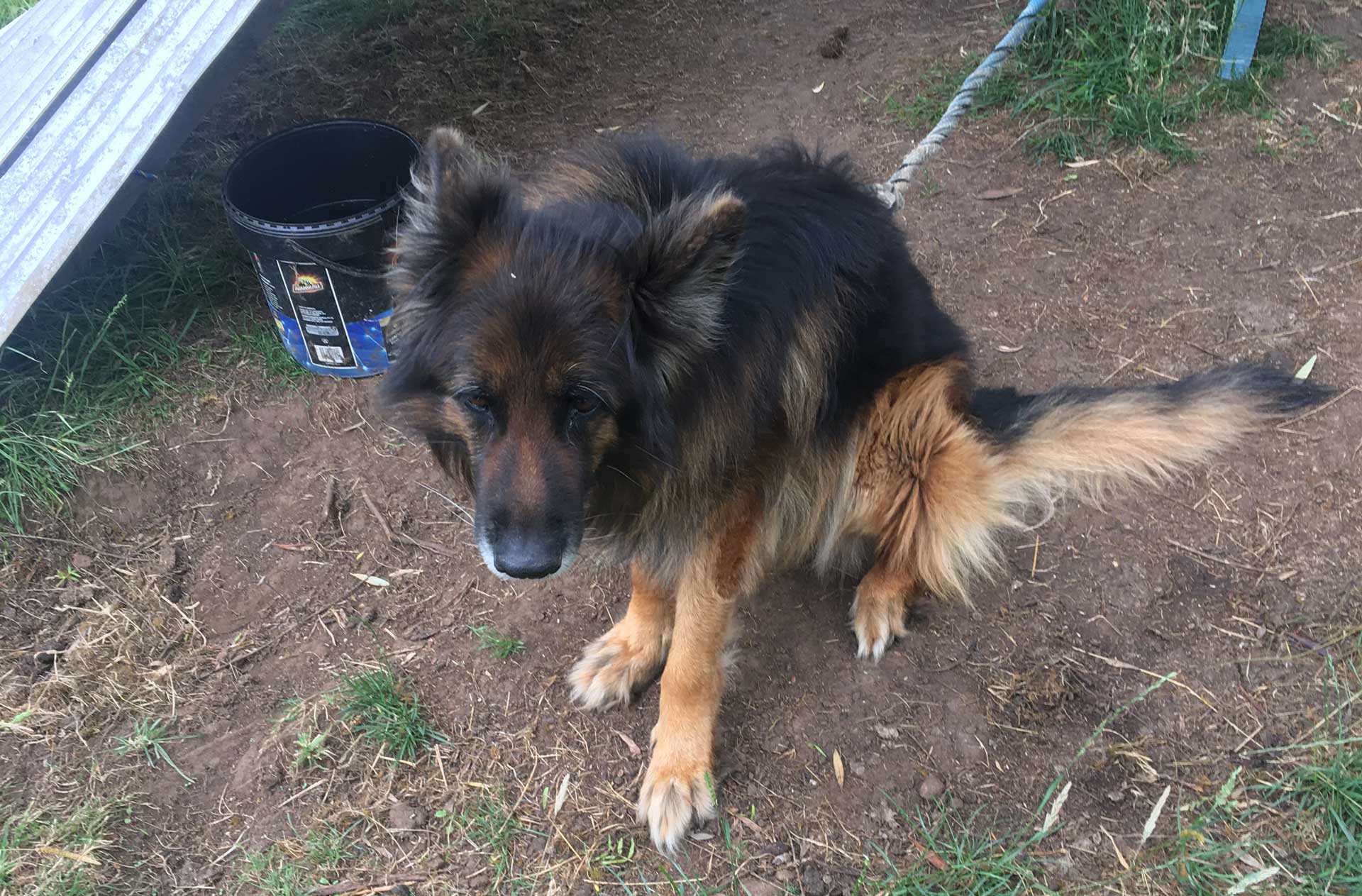 Hillwood woman convicted of cruelty of a German shepherd ⋆ RSPCA ...