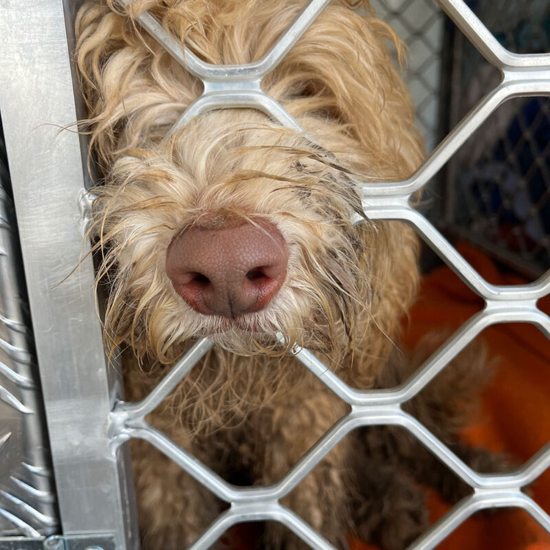 Donate ⋆ RSPCA Tasmania Labradoodle Emergency Rescue Appeal